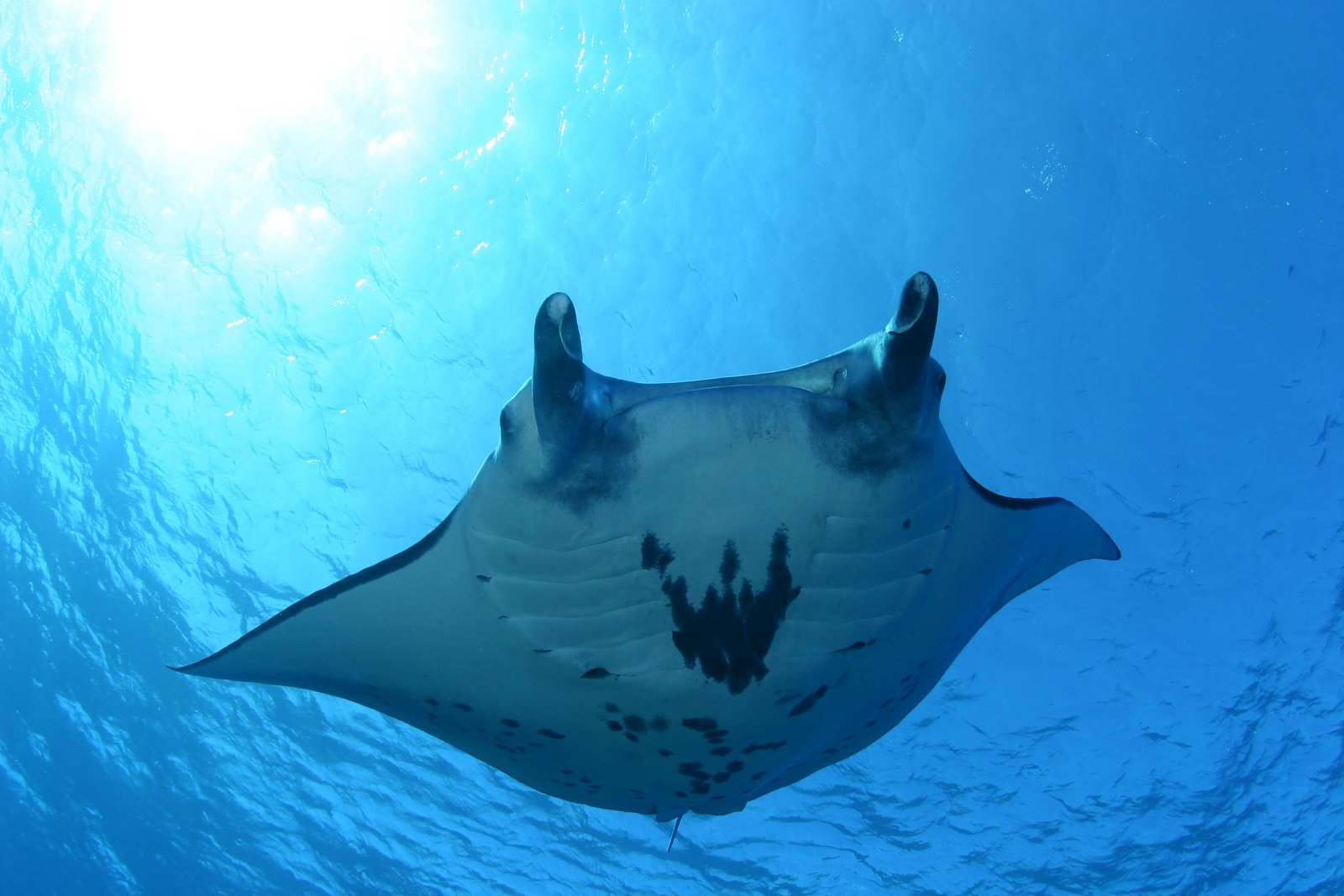Dive with Manta rays in Komodo.