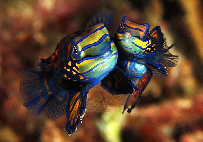 Mandarin fish | Dragonet