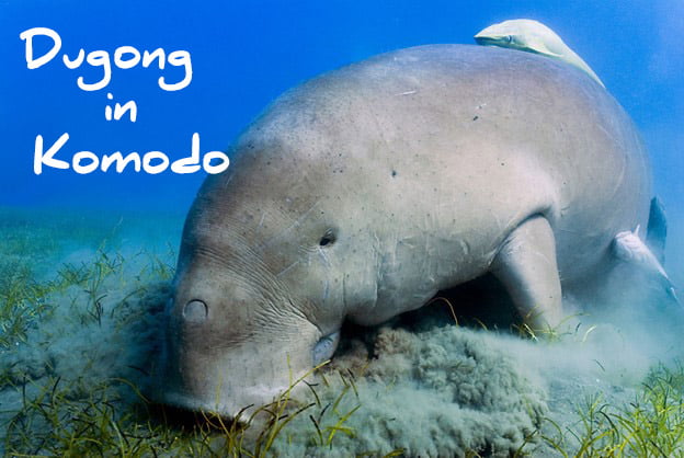 Discovering Dugongs: The Gentle Giants of Komodo National Park