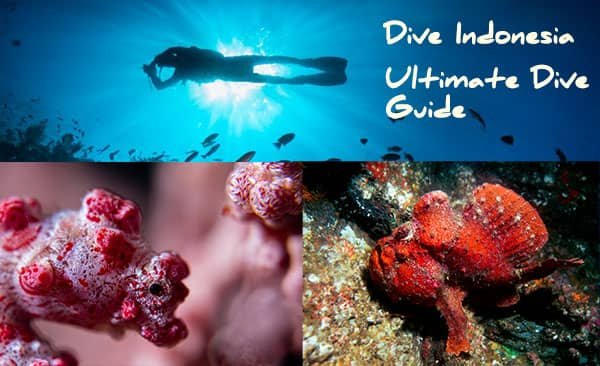 Scuba Diving in Indonesia – The Ultimate Diver’s Guide