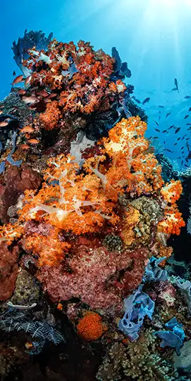 Curso PADI Divemaster en Komodo | Empieza tu Carrera de Buceo con ...